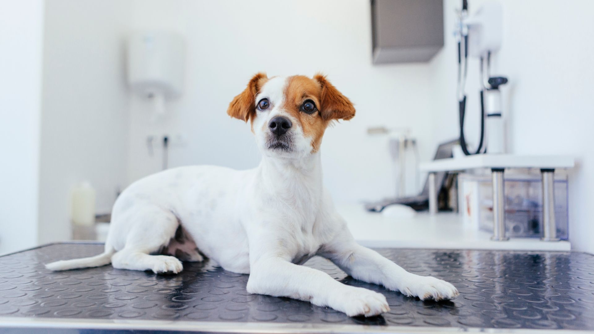 Greenwood, SC Veterinary Appointment | Kinard Animal Hospital