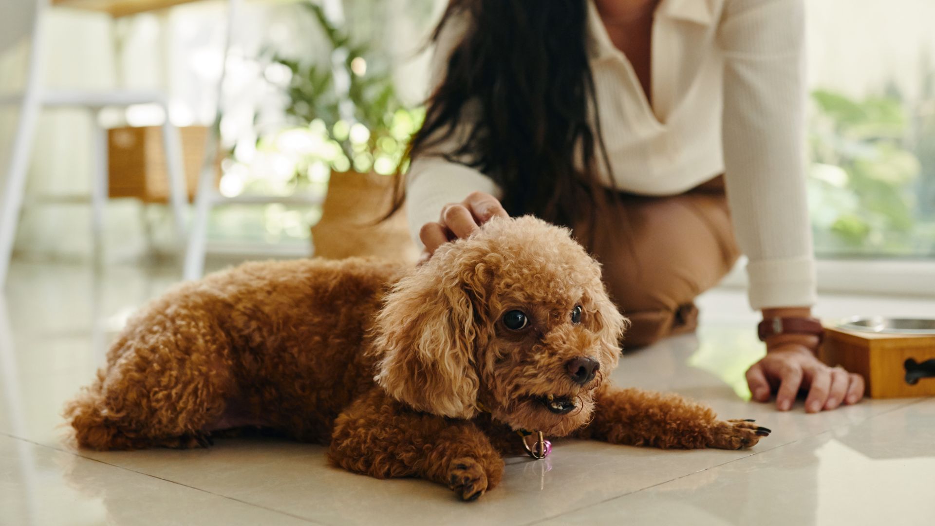 Pet Credit Cards For Veterinary Care | Kinard Animal Hospital